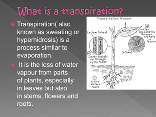 Transpiration and transpirational pull | PPTX