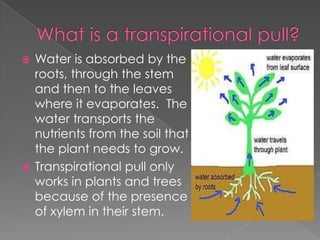 Transpiration and transpirational pull | PPTX