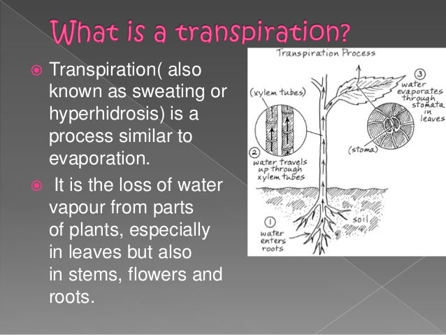 Transpiration and transpirational pull