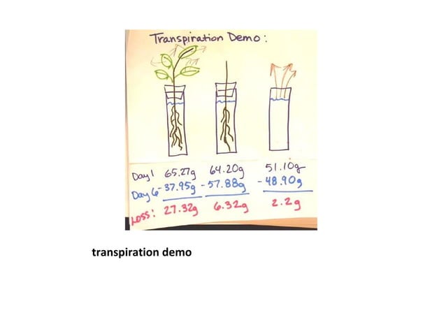 Transpiration demo | PPT