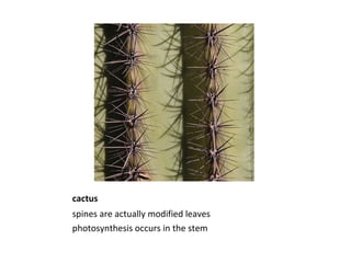 Transpiration demo | PPT