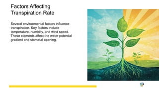 Transpiration_in_Plants_A_Comprehensive_Overview.pptx