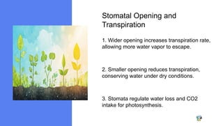 Transpiration_in_Plants_A_Comprehensive_Overview.pptx