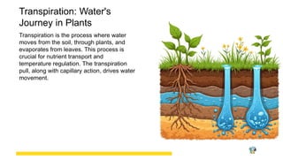 Transpiration_in_Plants_A_Comprehensive_Overview.pptx