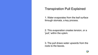 Transpiration_in_Plants_A_Comprehensive_Overview.pptx