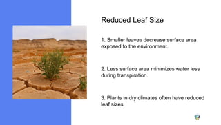 Transpiration_in_Plants_A_Comprehensive_Overview.pptx