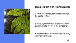 Transpiration_in_Plants_A_Comprehensive_Overview.pptx
