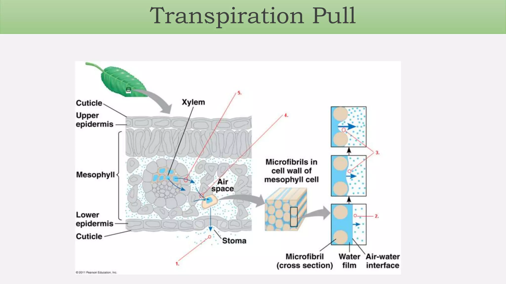 transpirationmechanism-180723171159.pdf