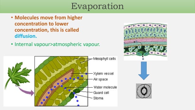 transpirationmechanism-180723171159.pdf