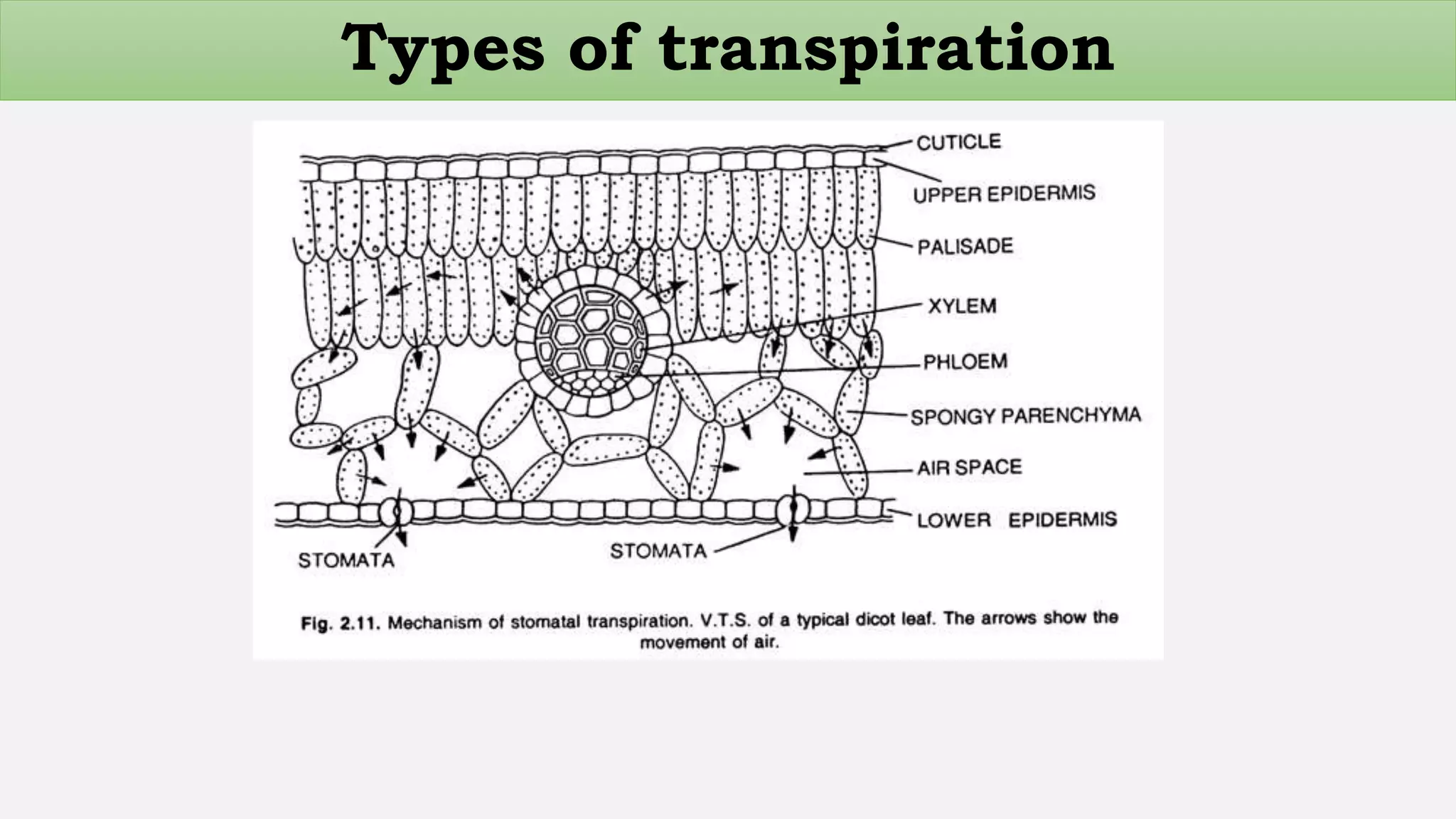 Transpiration | PPTX