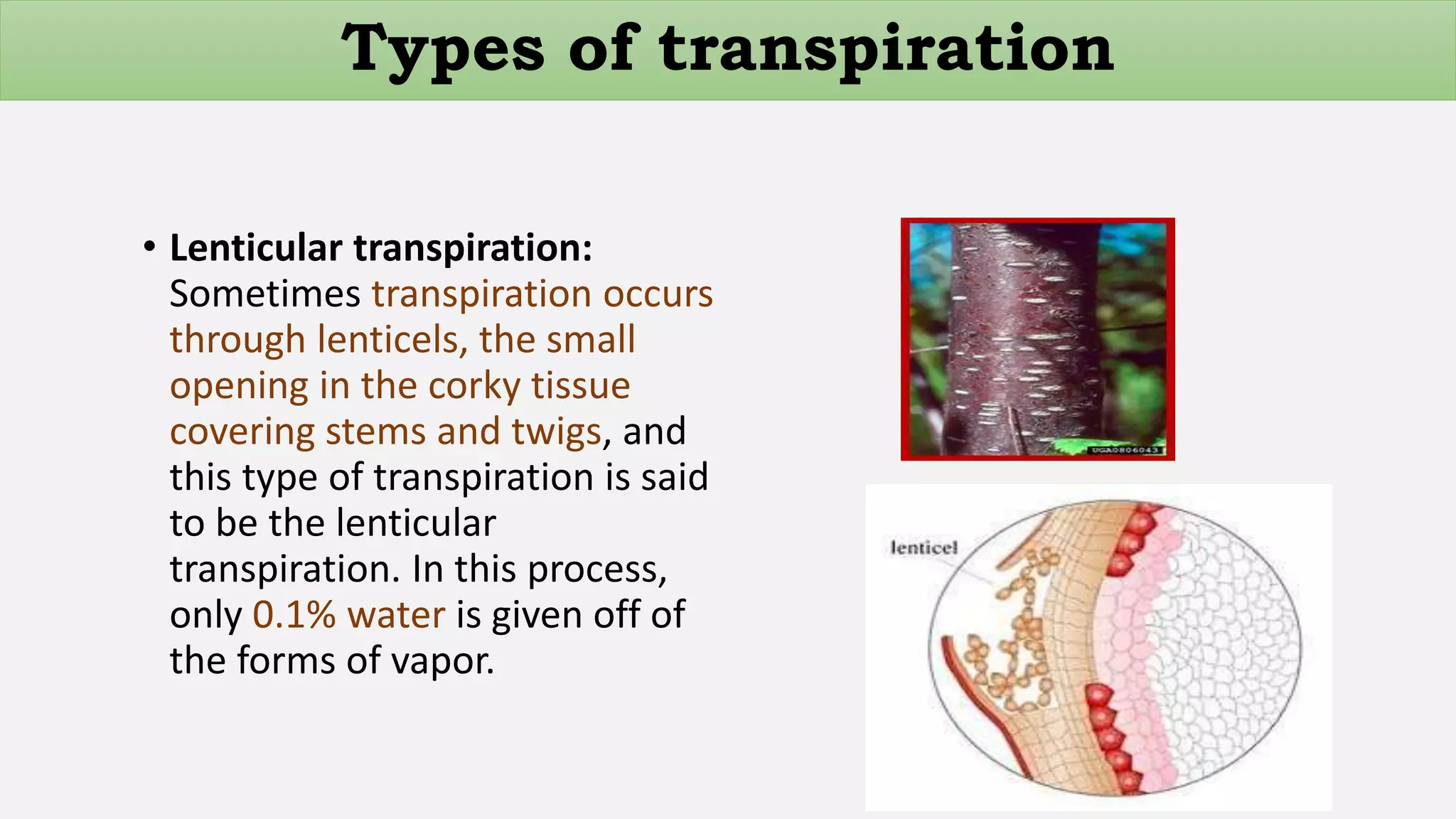 Transpiration | PPTX