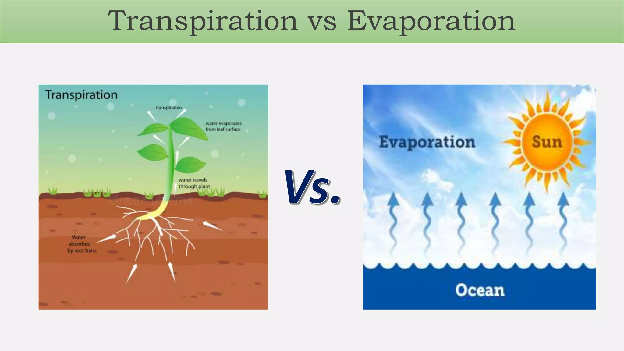 Transpiration | PPTX