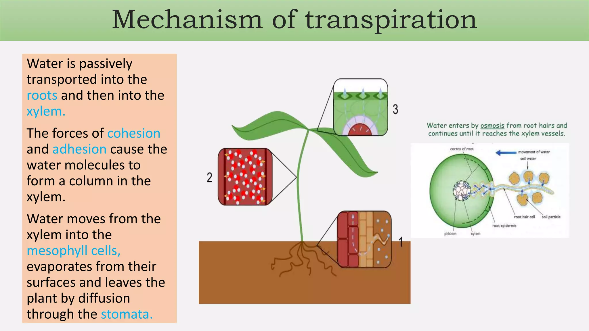 Transpiration | PPTX