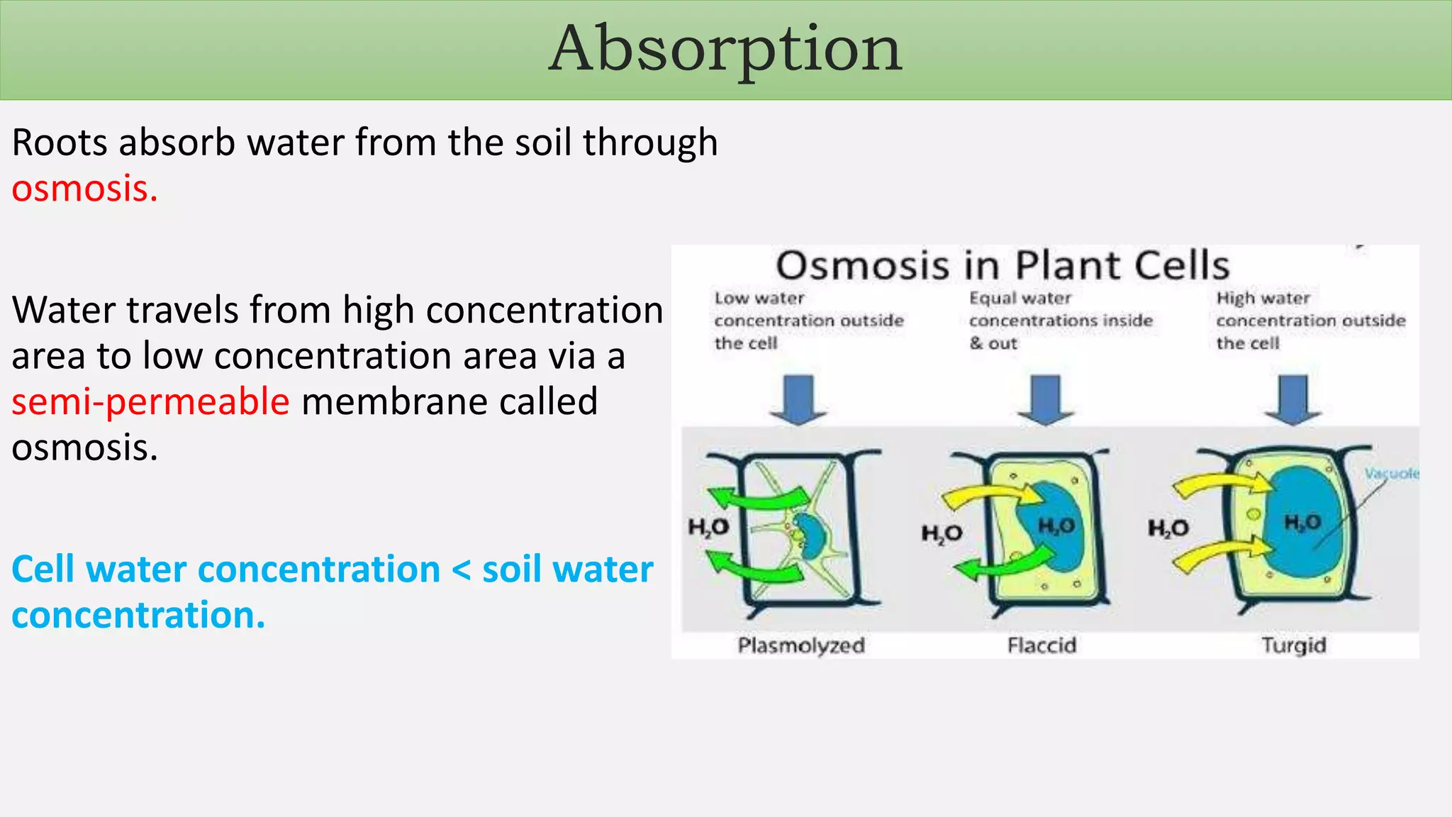 Transpiration | PPTX