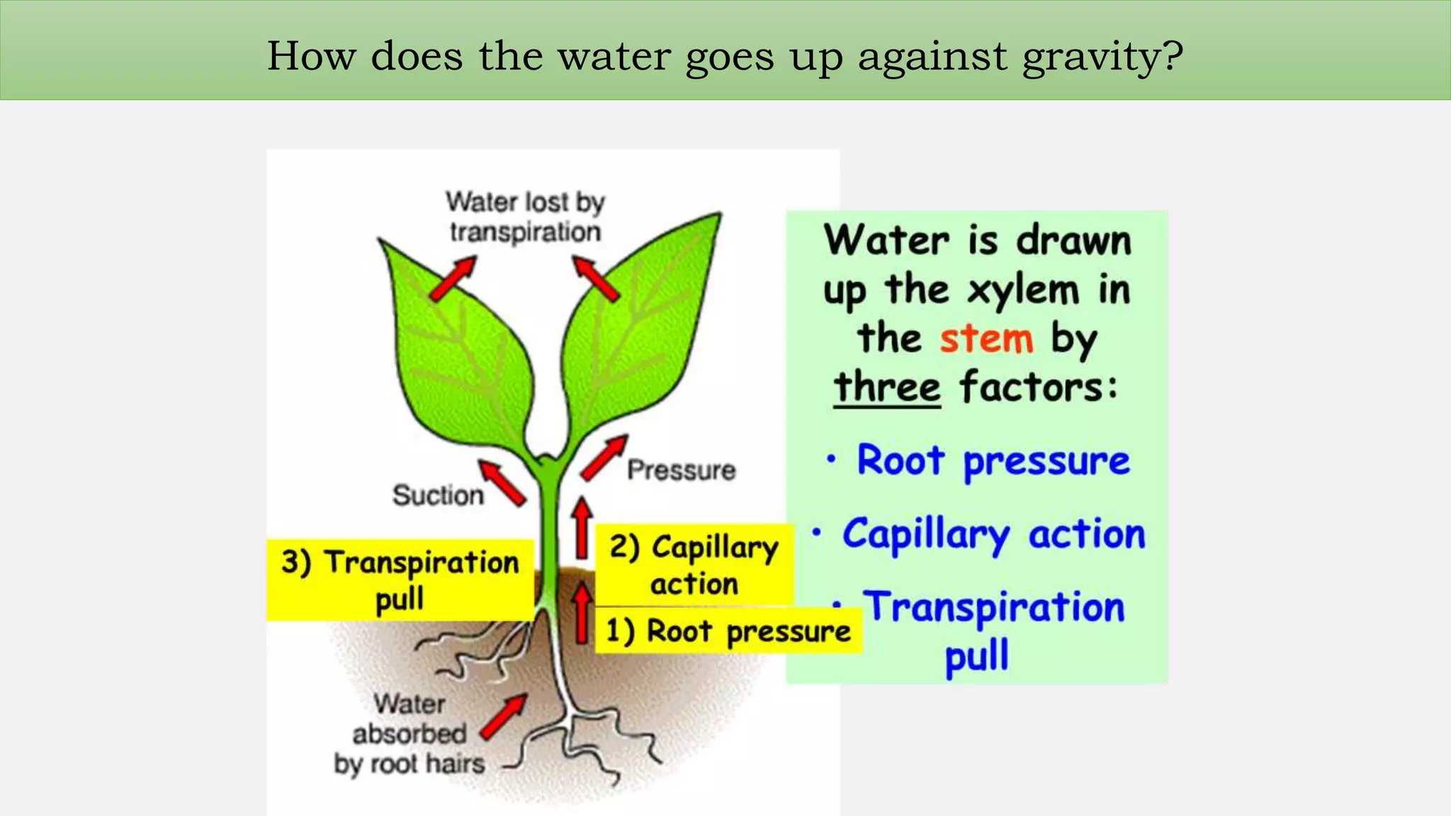 Transpiration | PPTX