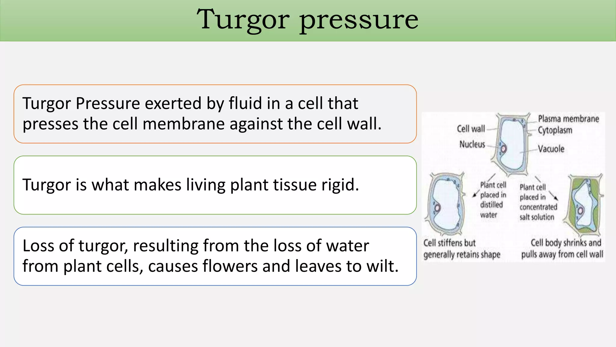 Transpiration | PPTX