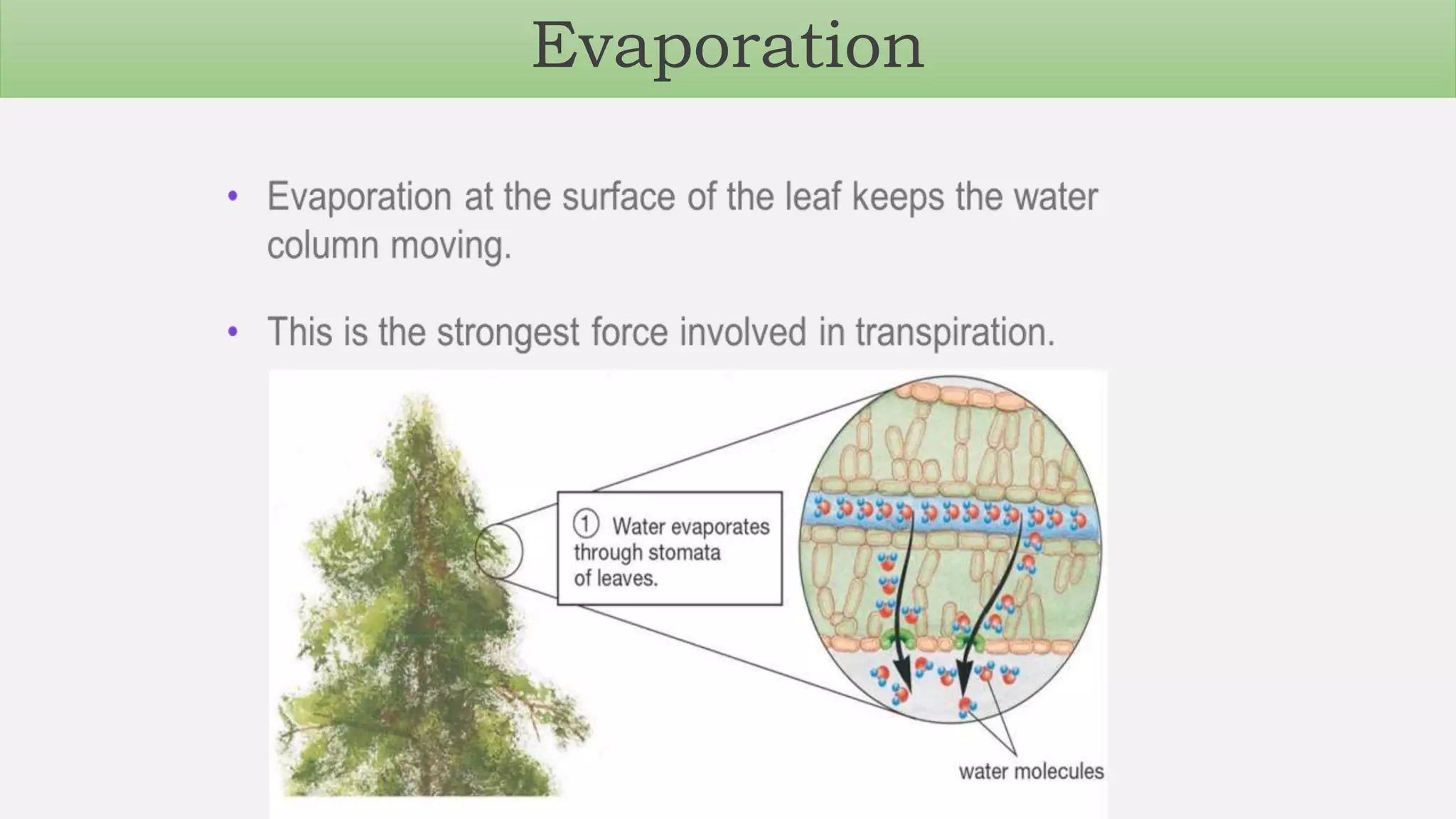 Transpiration | PPTX | Gardening | Home & Garden