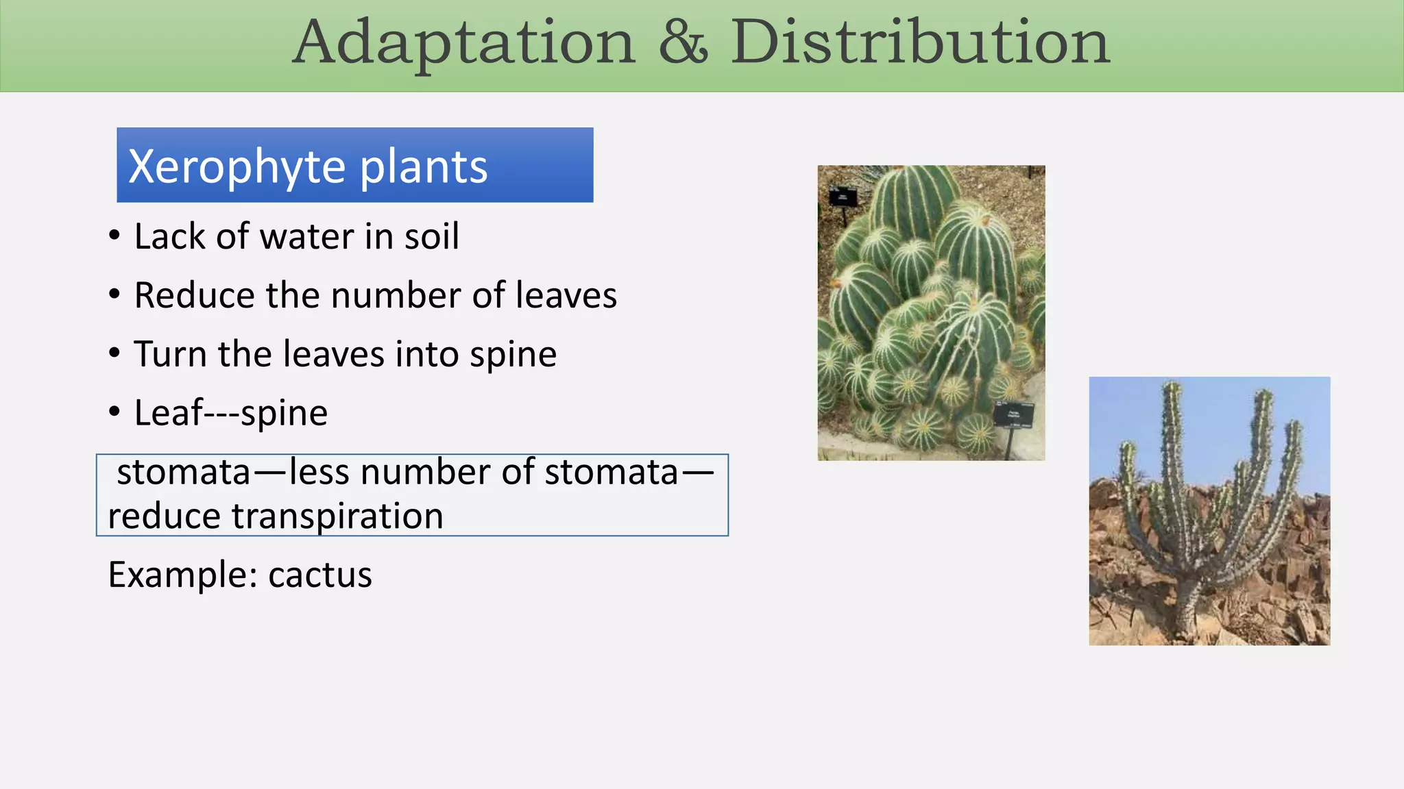 Transpiration | PPTX