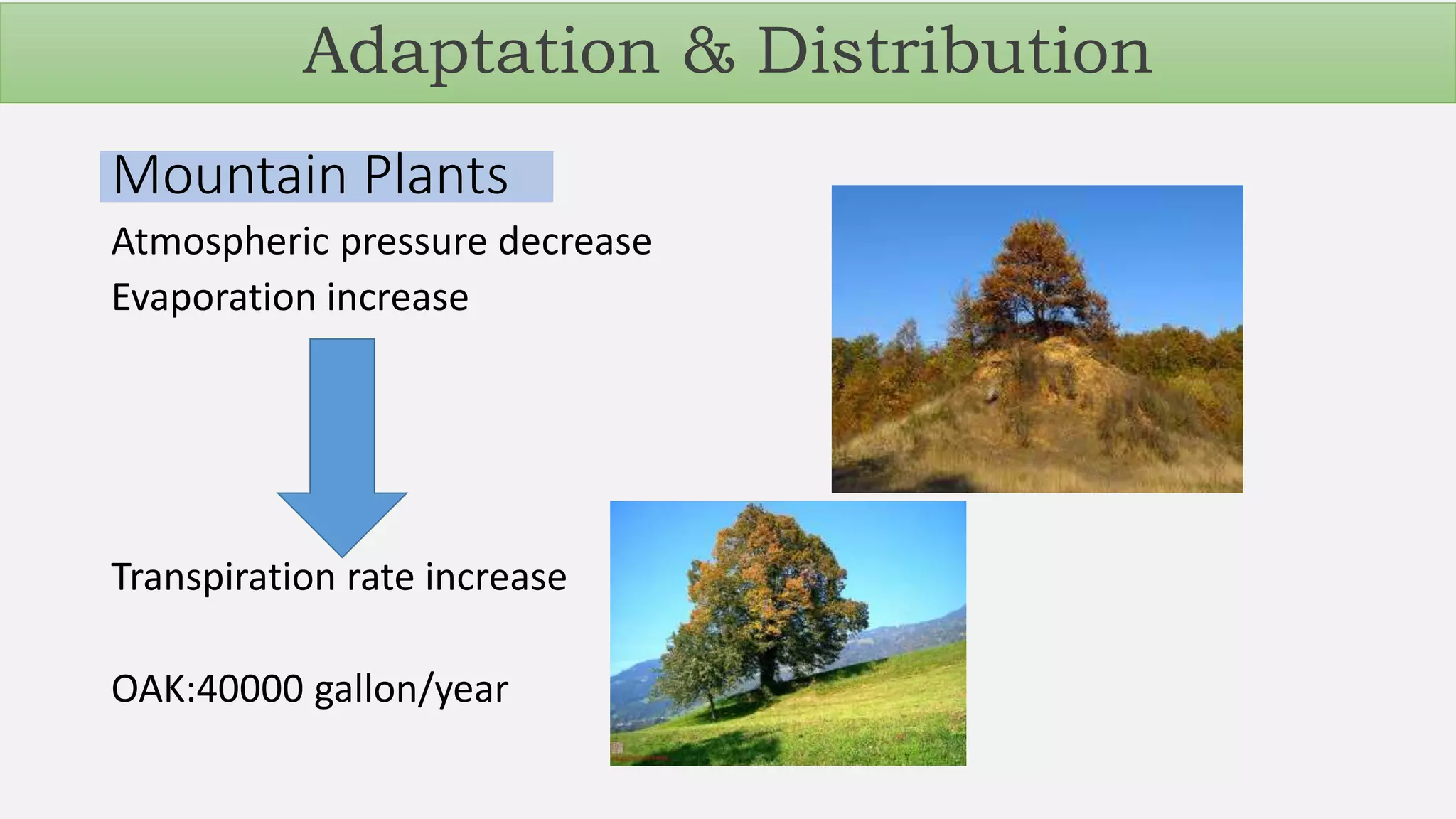 Transpiration | PPTX