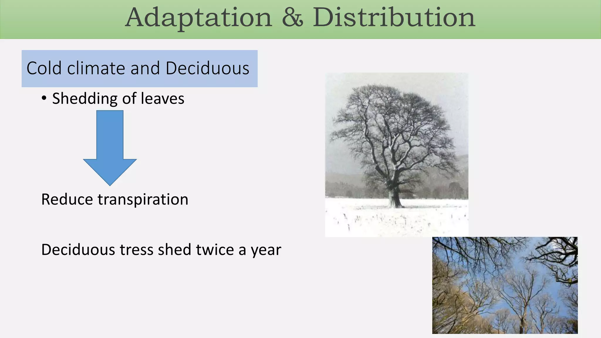 Transpiration | PPTX