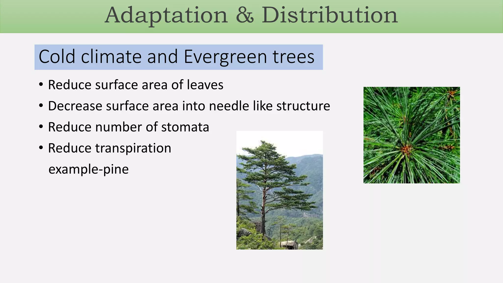 Transpiration | PPTX