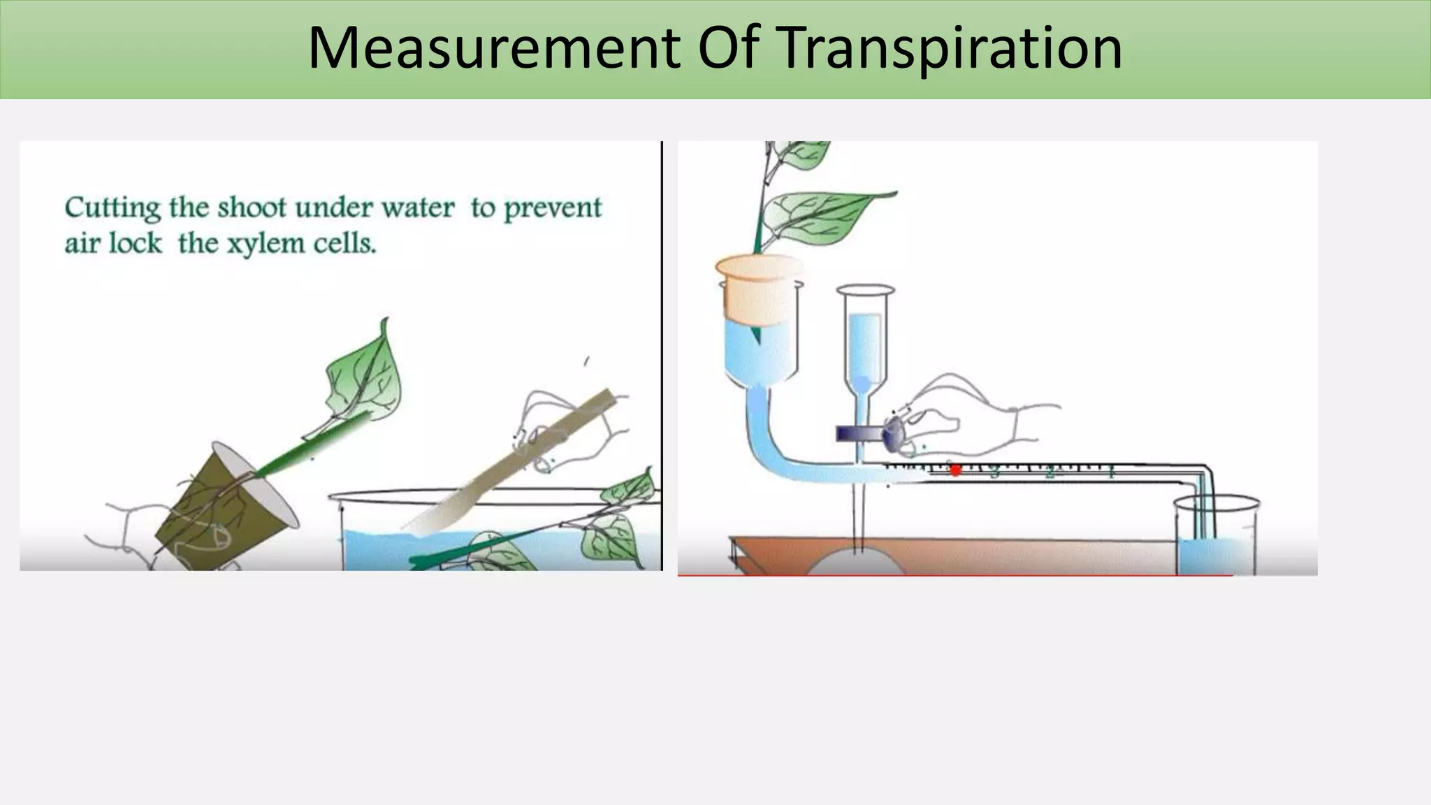 Transpiration | PPTX