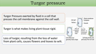 Transpiration | PPTX