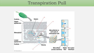 Transpiration | PPTX
