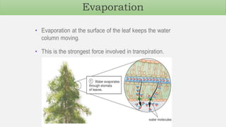 Transpiration | PPTX