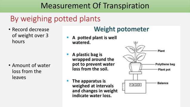 Transpiration | PPTX | Gardening | Home & Garden