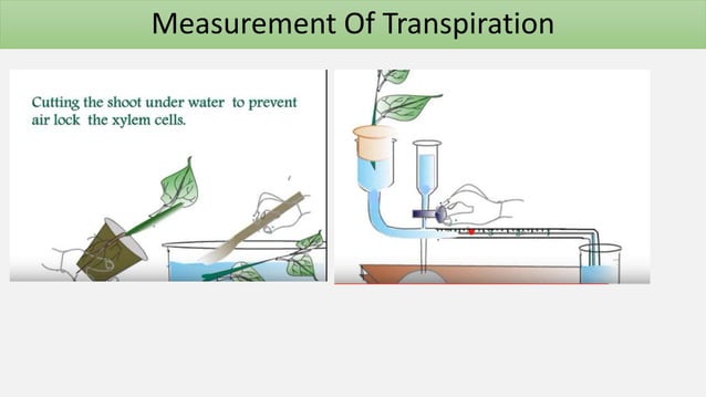 Transpiration | PPTX | Gardening | Home & Garden
