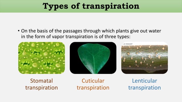 Transpiration | PPTX | Gardening | Home & Garden