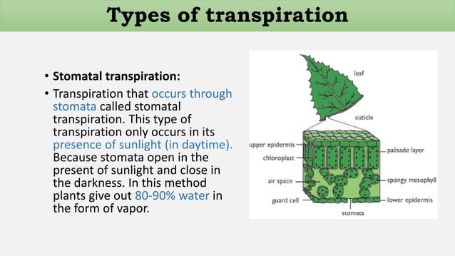 Transpiration | PPTX | Gardening | Home & Garden