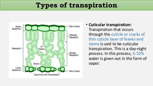 Transpiration