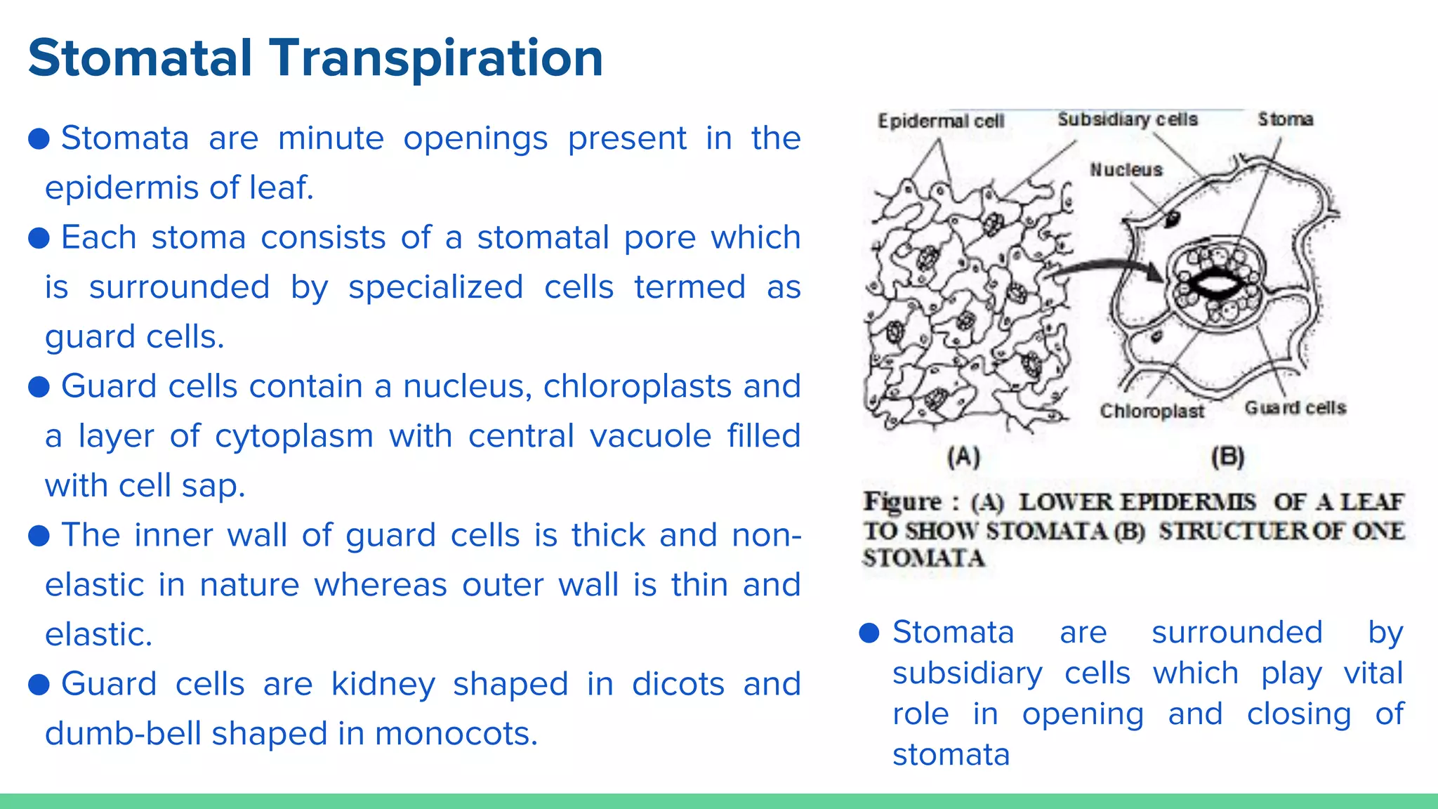 Transpiration plant physiology | PDF
