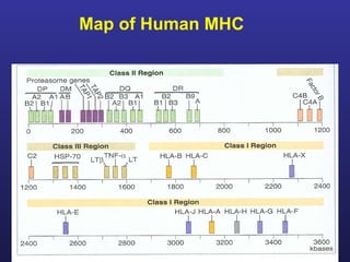 Transplantation immunology | PPT