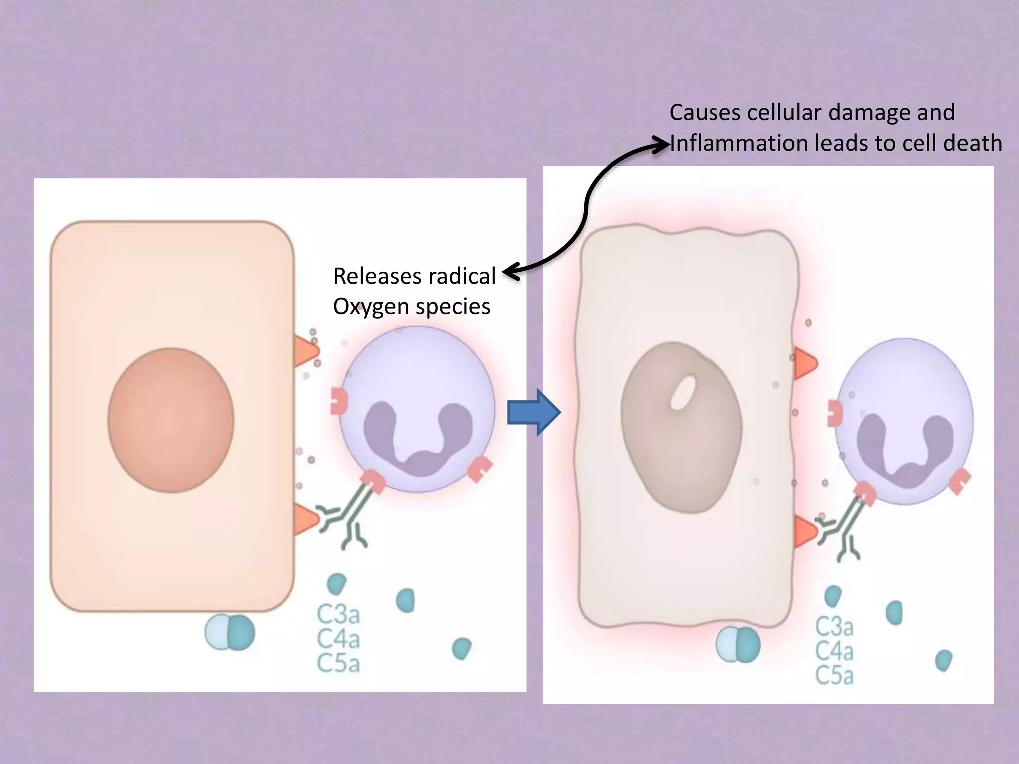 Immunology of Transplantation and Rejection | PPTX