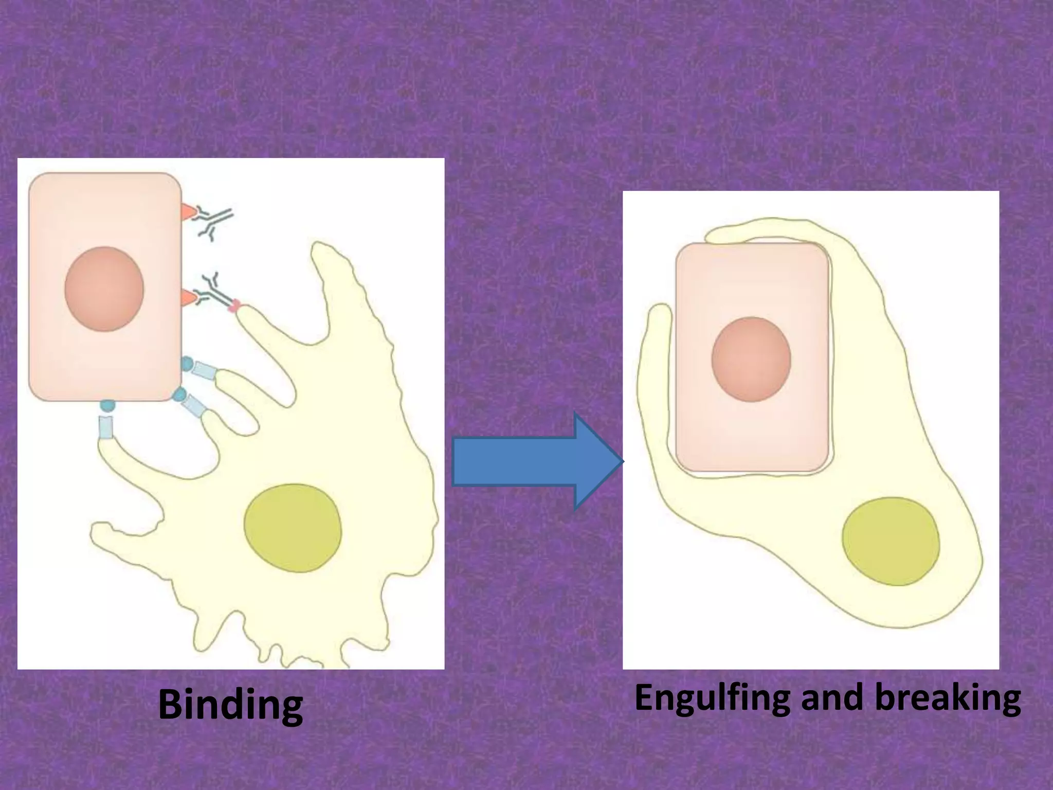 Immunology of Transplantation and Rejection | PPTX