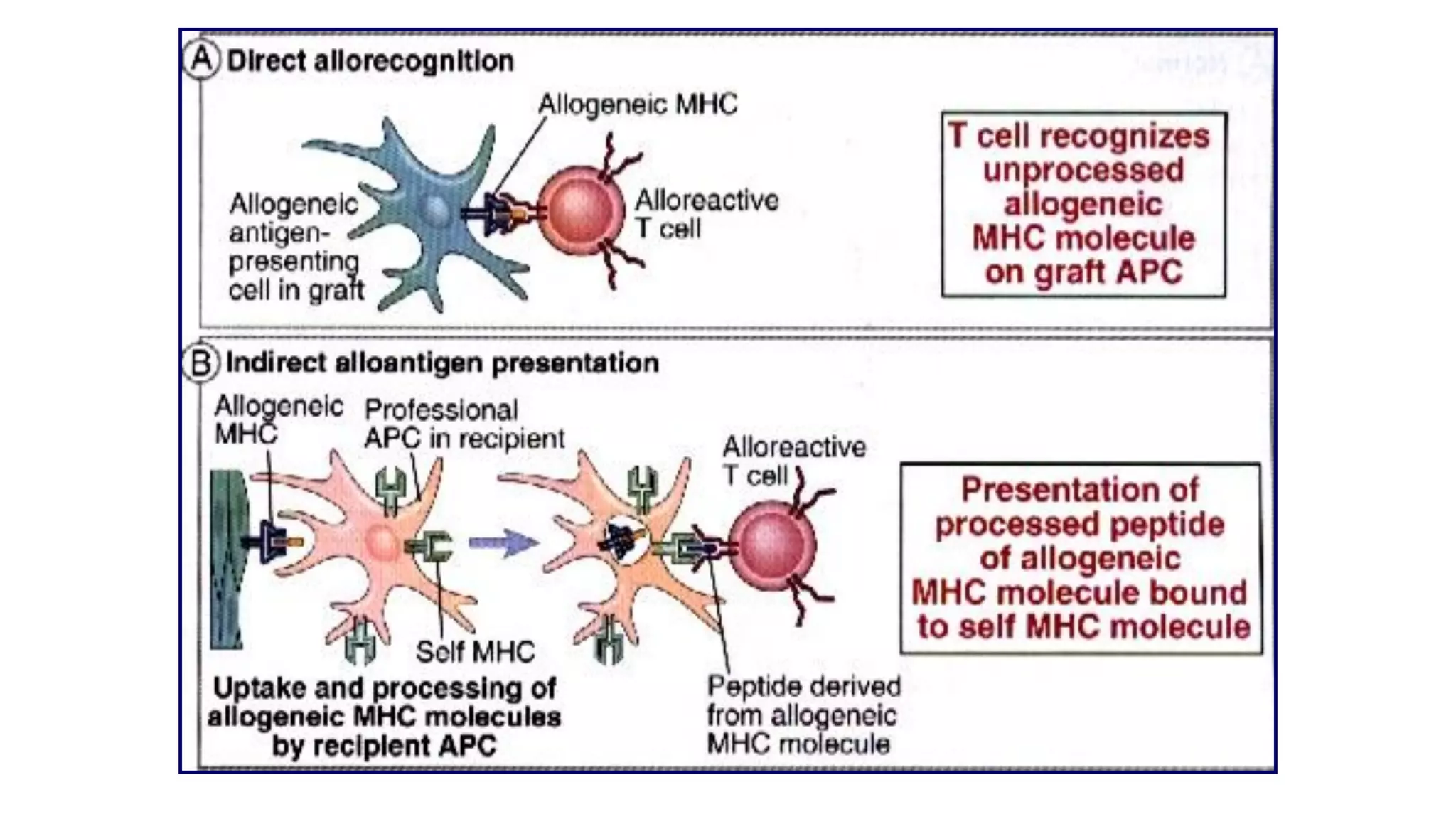 Transplantation immunology | PDF