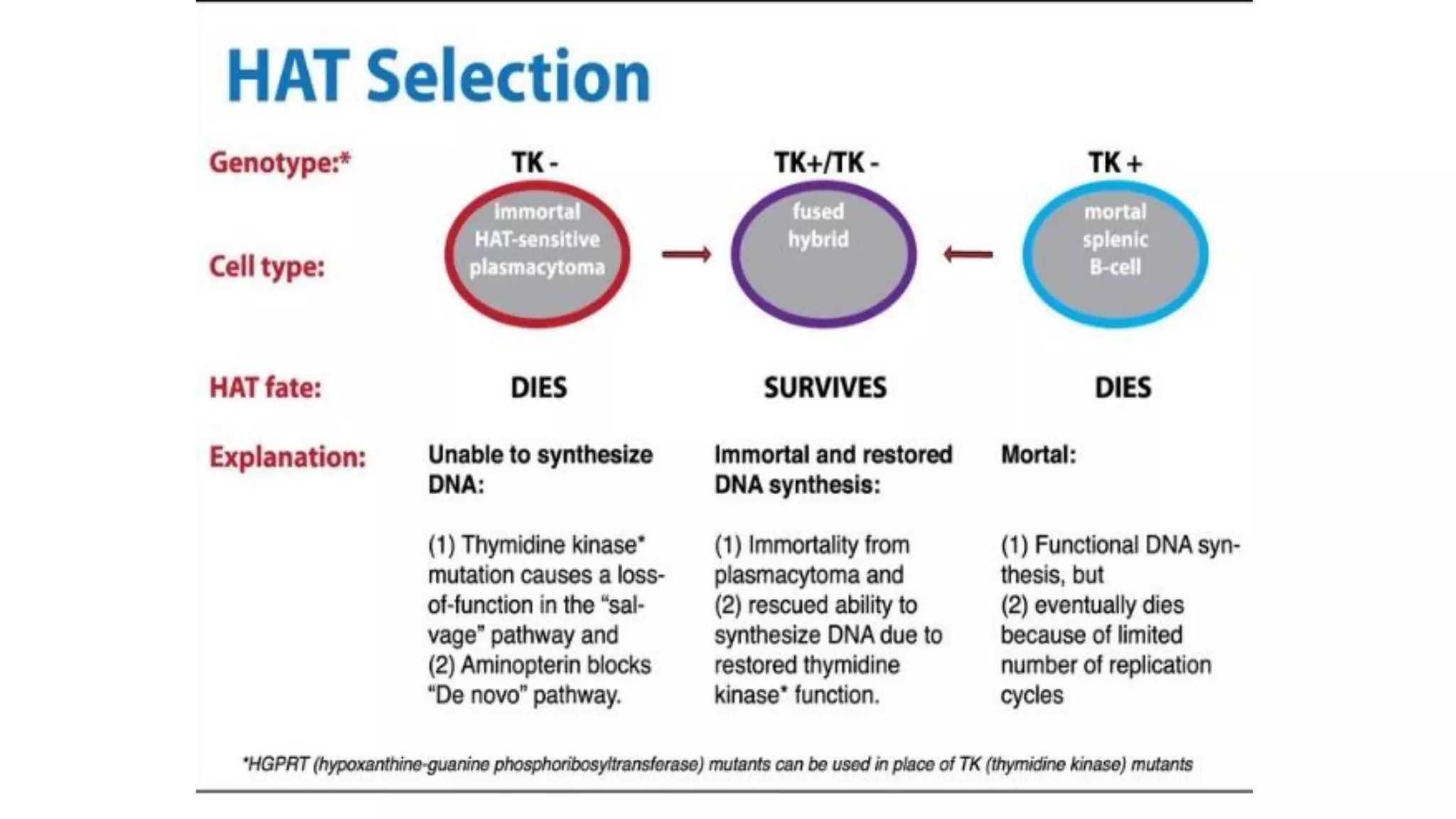Transplantation immunology | PDF