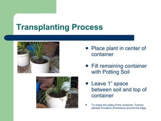 Transplanting | PPT
