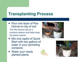 Transplanting | PPT