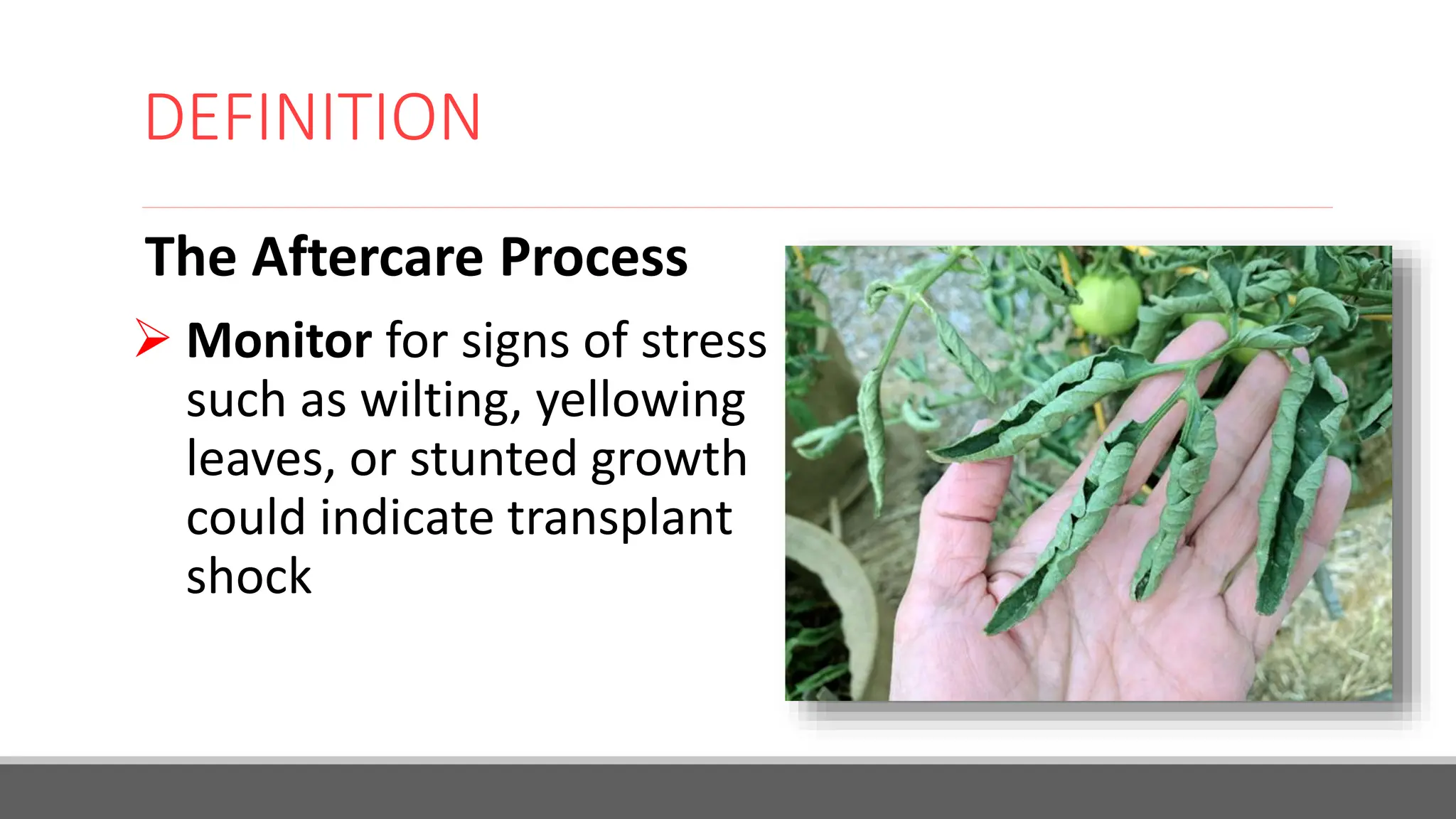 The Transplanting Process (High School).pptx