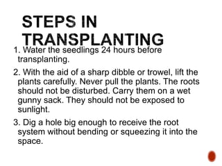 TRANSPLANTING OF VEGETABLE SEEDLINGS.pptx