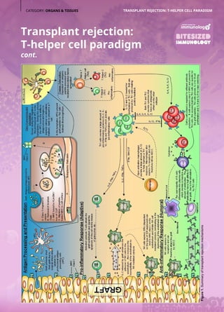 Transplant rejection - The cell paradigm (1).ppt