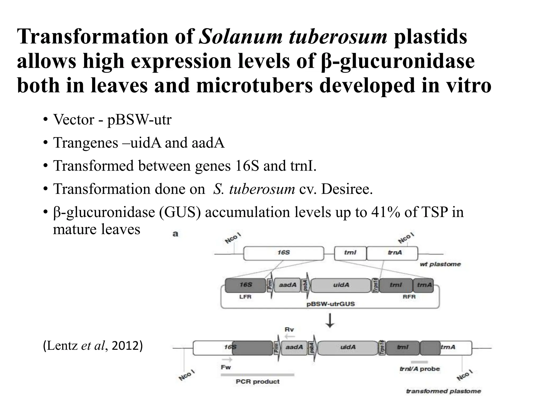 Transplastomics in Vegetable Crops.pptx