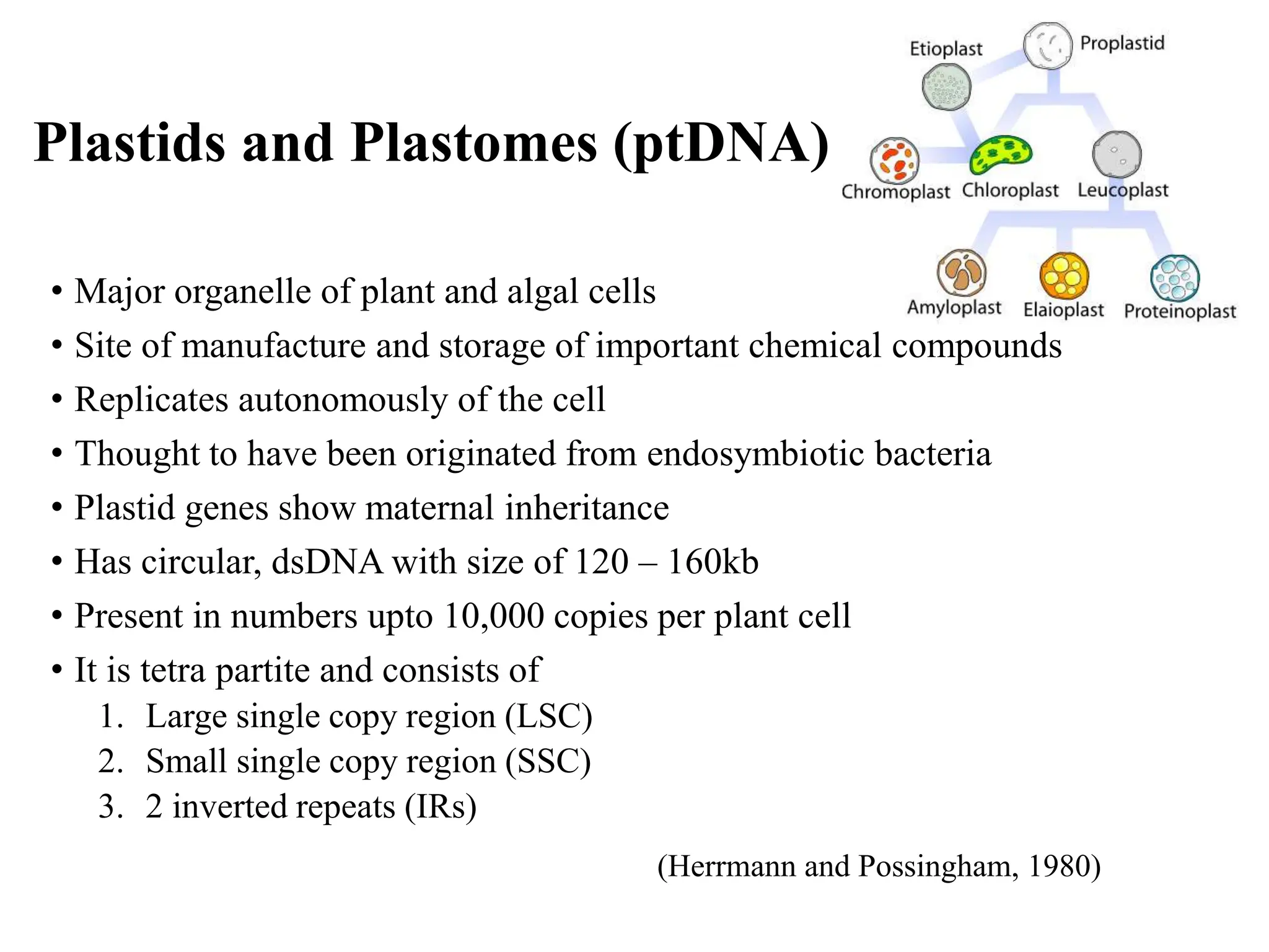 Transplastomics in Vegetable Crops.pptx