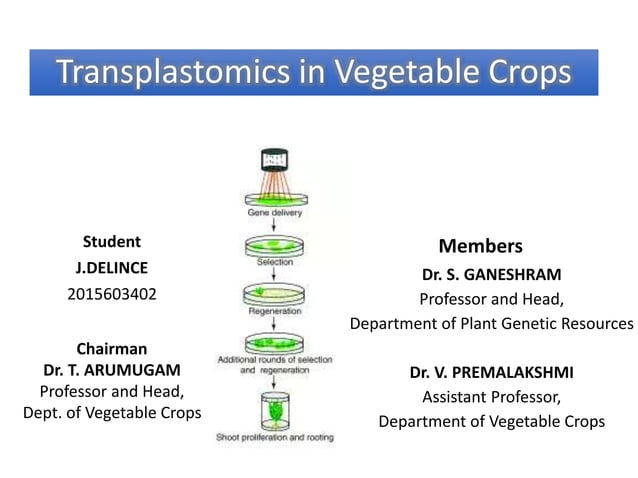 Transplastomics in Vegetable Crops.pptx | Gardening | Home & Garden