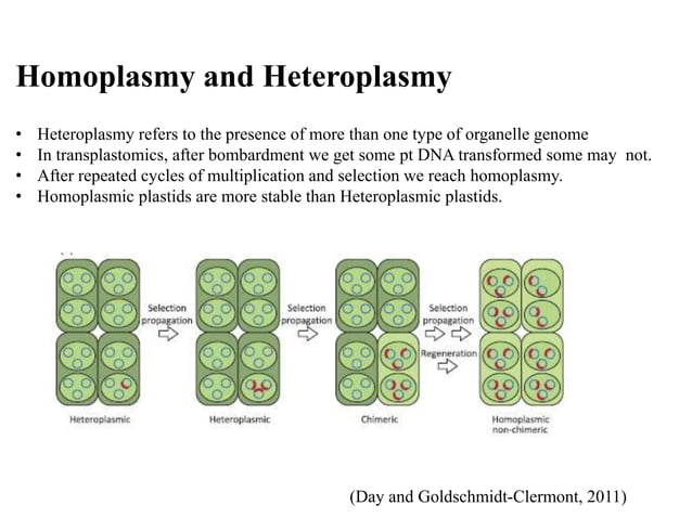 Transplastomics in Vegetable Crops.pptx | Gardening | Home & Garden