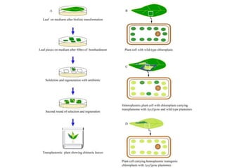 Transplastomics in Vegetable Crops.pptx